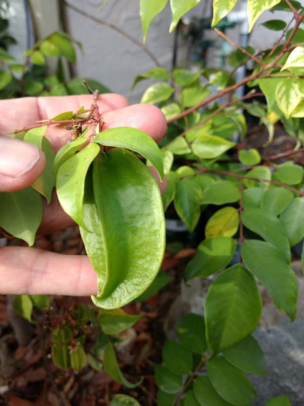 IMG 20180827 085248781 BURST000 COVER TOP — Postimages