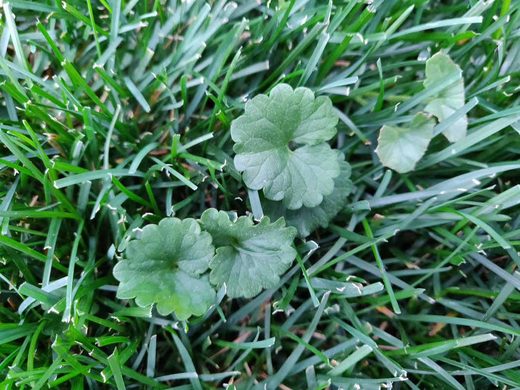 Stopping my neighbor's weeds from creeping over?! | Lawn Care Forum