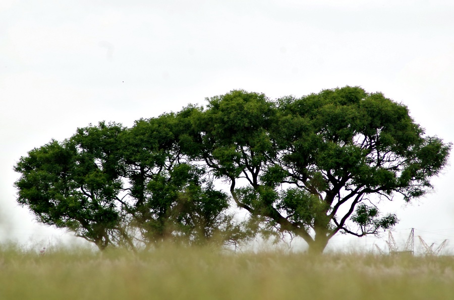 Trees - Page 302 - PentaxForums.com