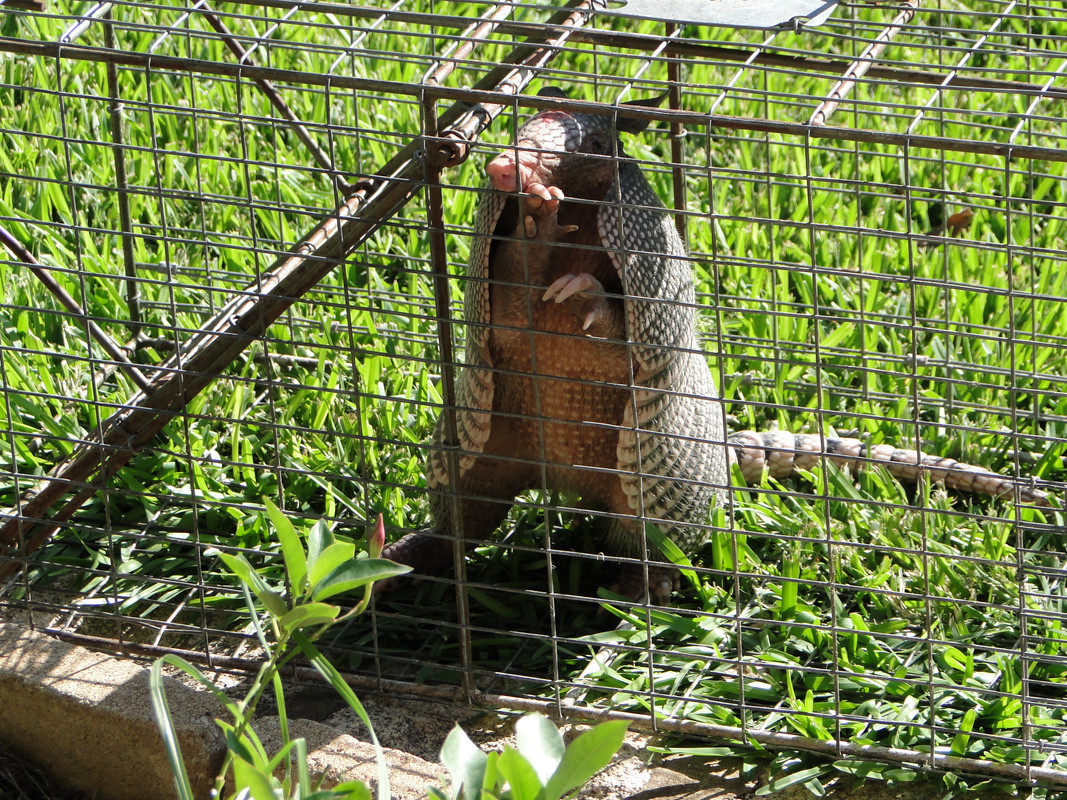 dillo front — Postimages