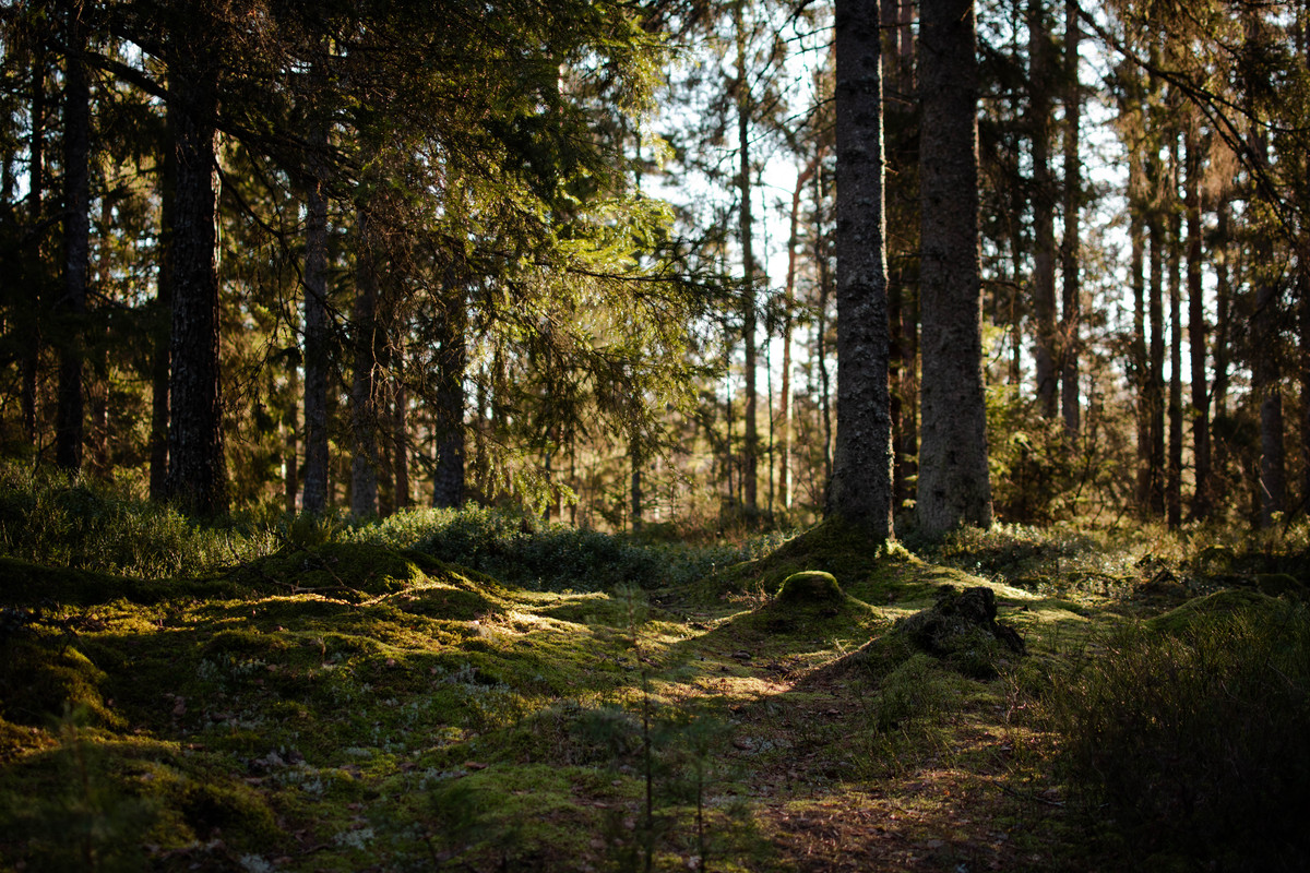 AVR 5202 — Postimages