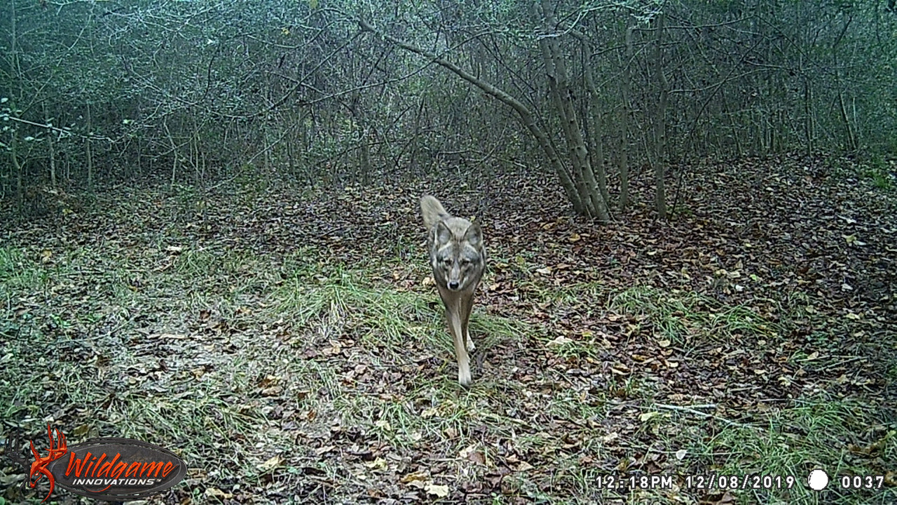 WGI 0037 — Postimages