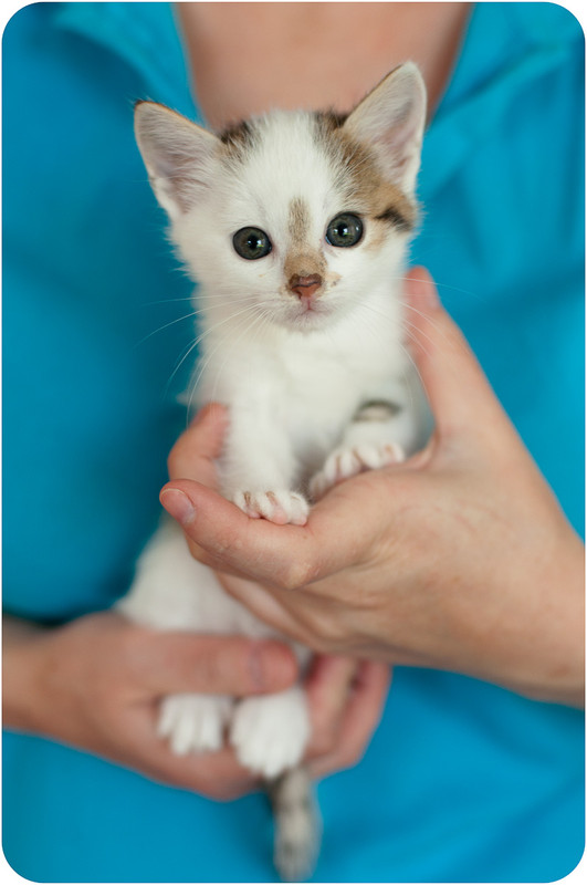 kit 2 — Postimages