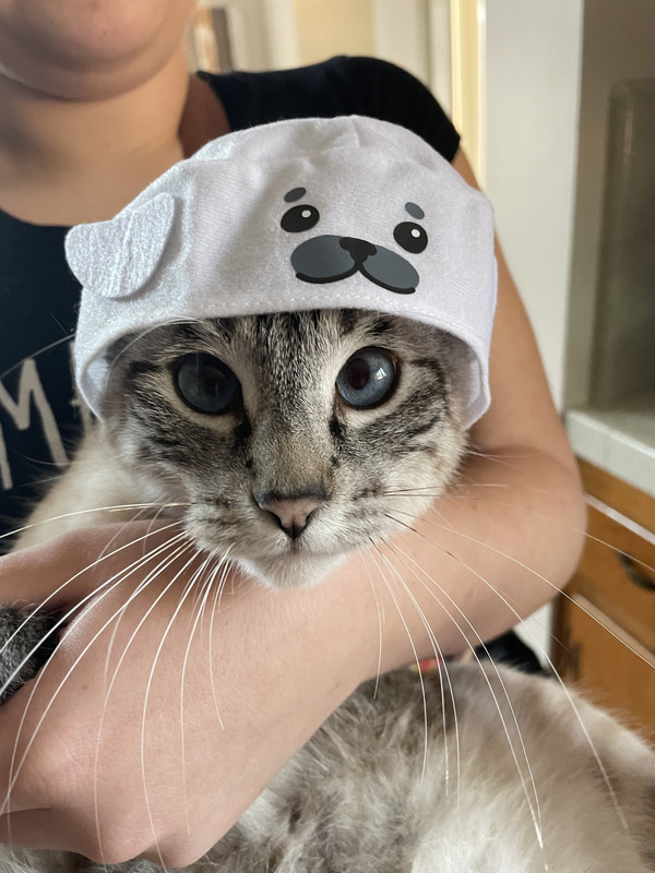 [bleep] cats!!! - 24hourcampfire