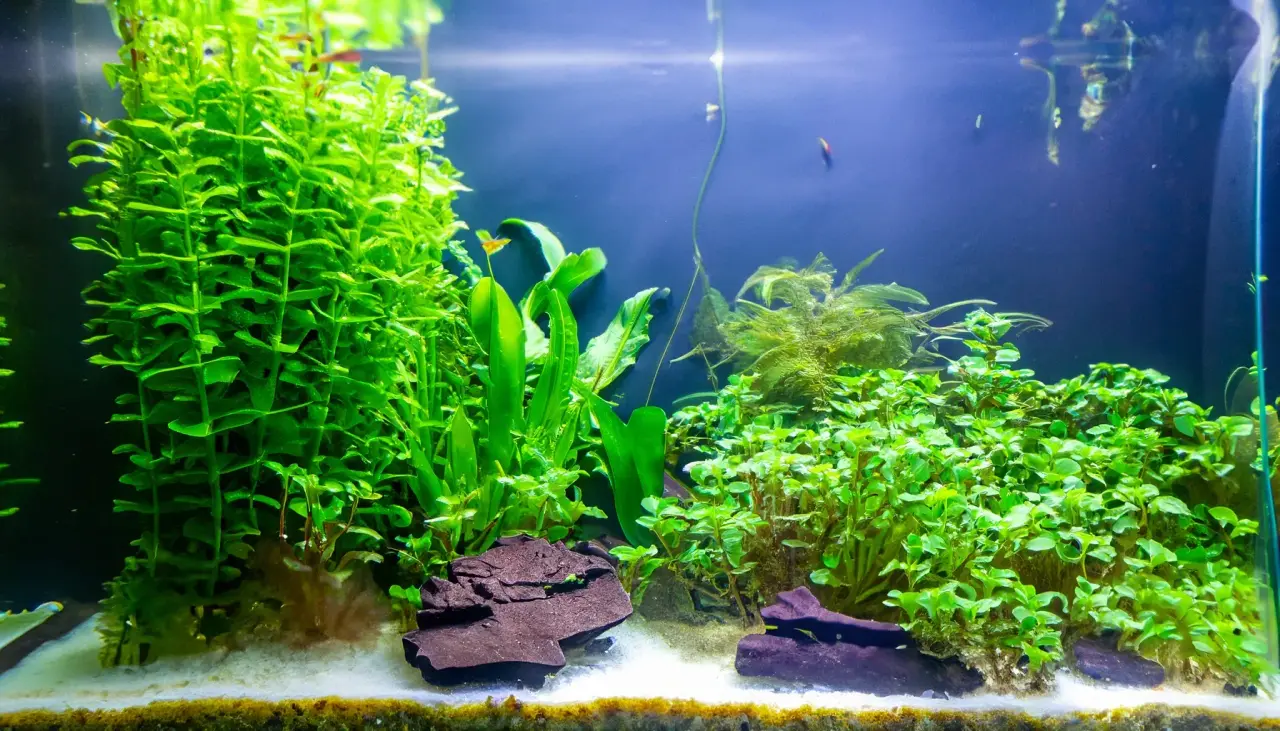 What is Algae in Aquarium?
