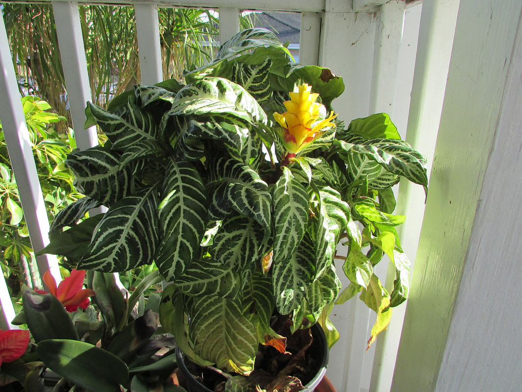 IMG 1421 — Postimages