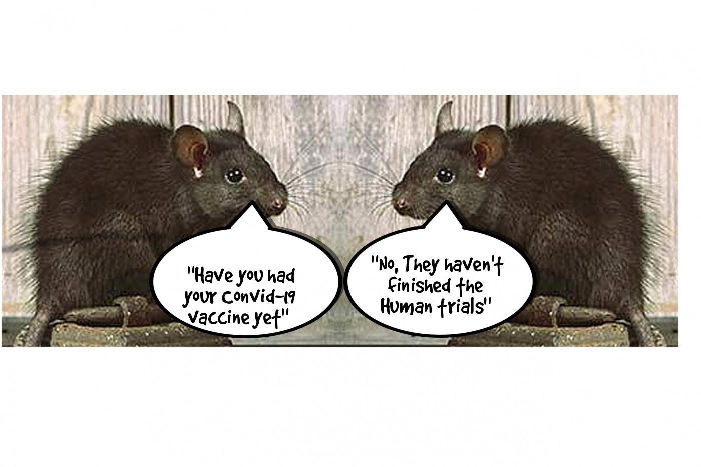 Two Rats — Postimages