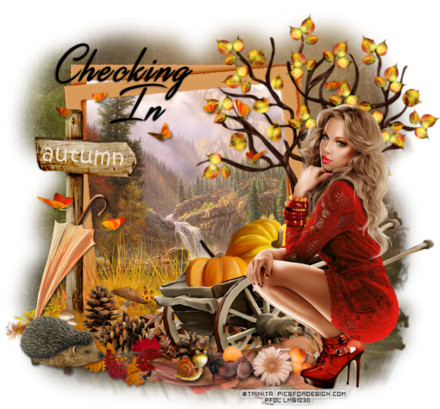 AUTUMN possum acorns red heels tree — Postimages