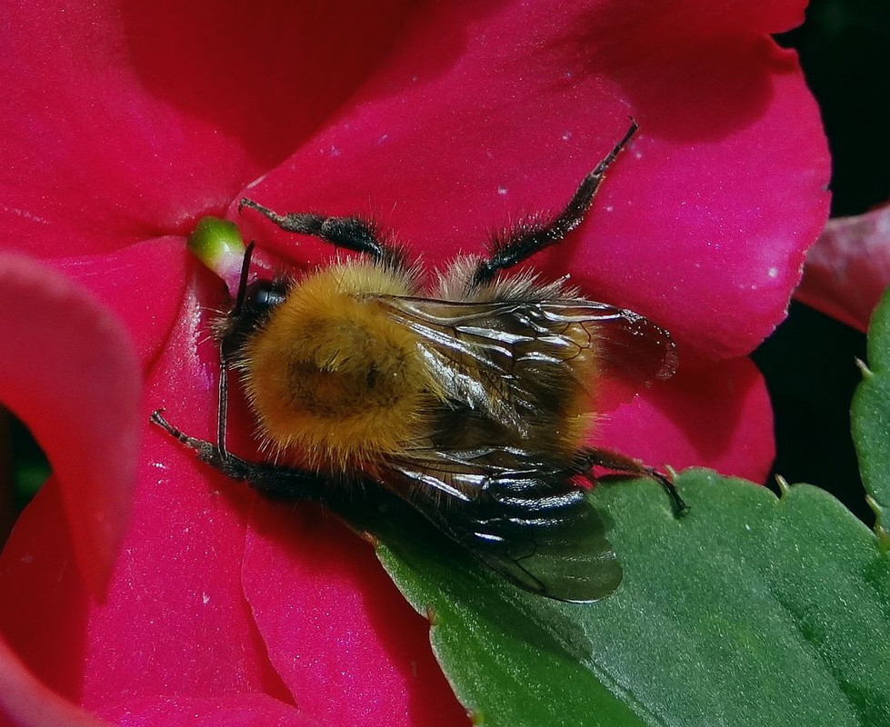 BUMBLE 3 250823 — Postimages
