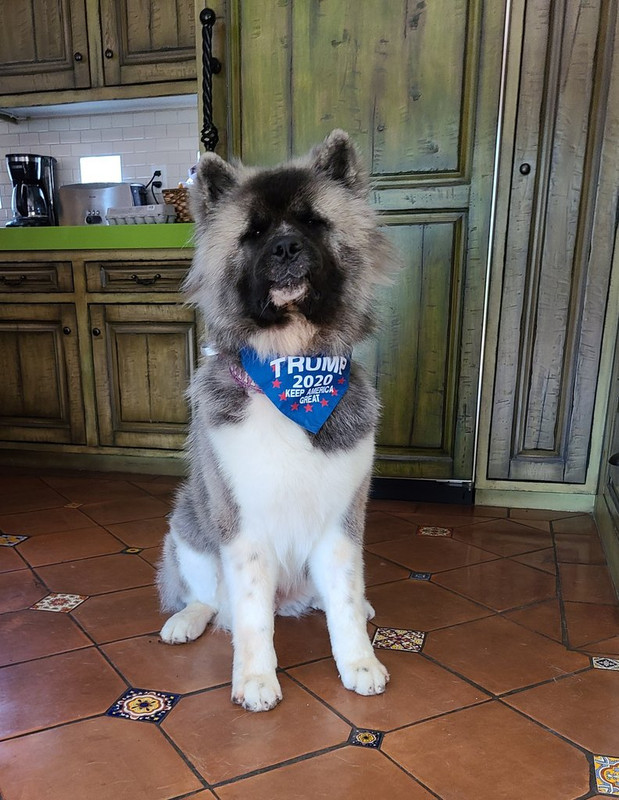 OT: Let's see a pic(s) of your dog(s)