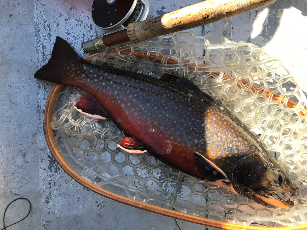 IMG 1109 fish 2 (2) — Postimages