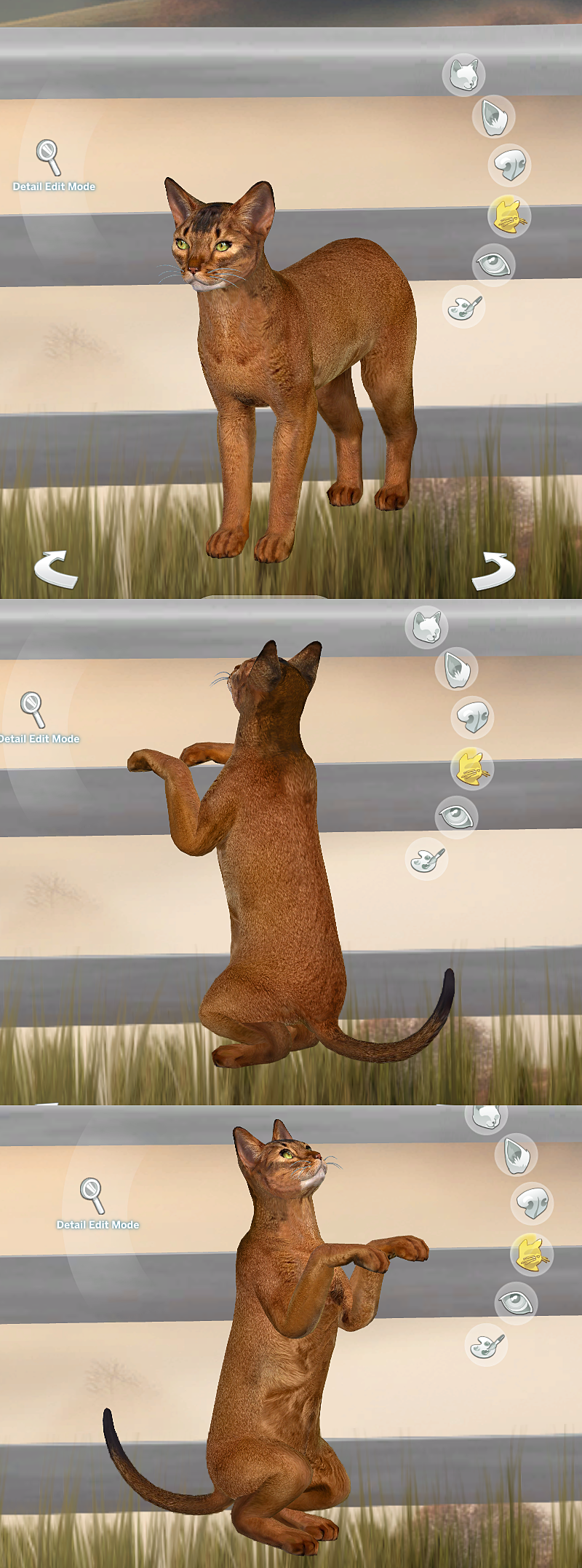 Download [PW] HD Abyssinian - The Sims 4 Mods - CurseForge