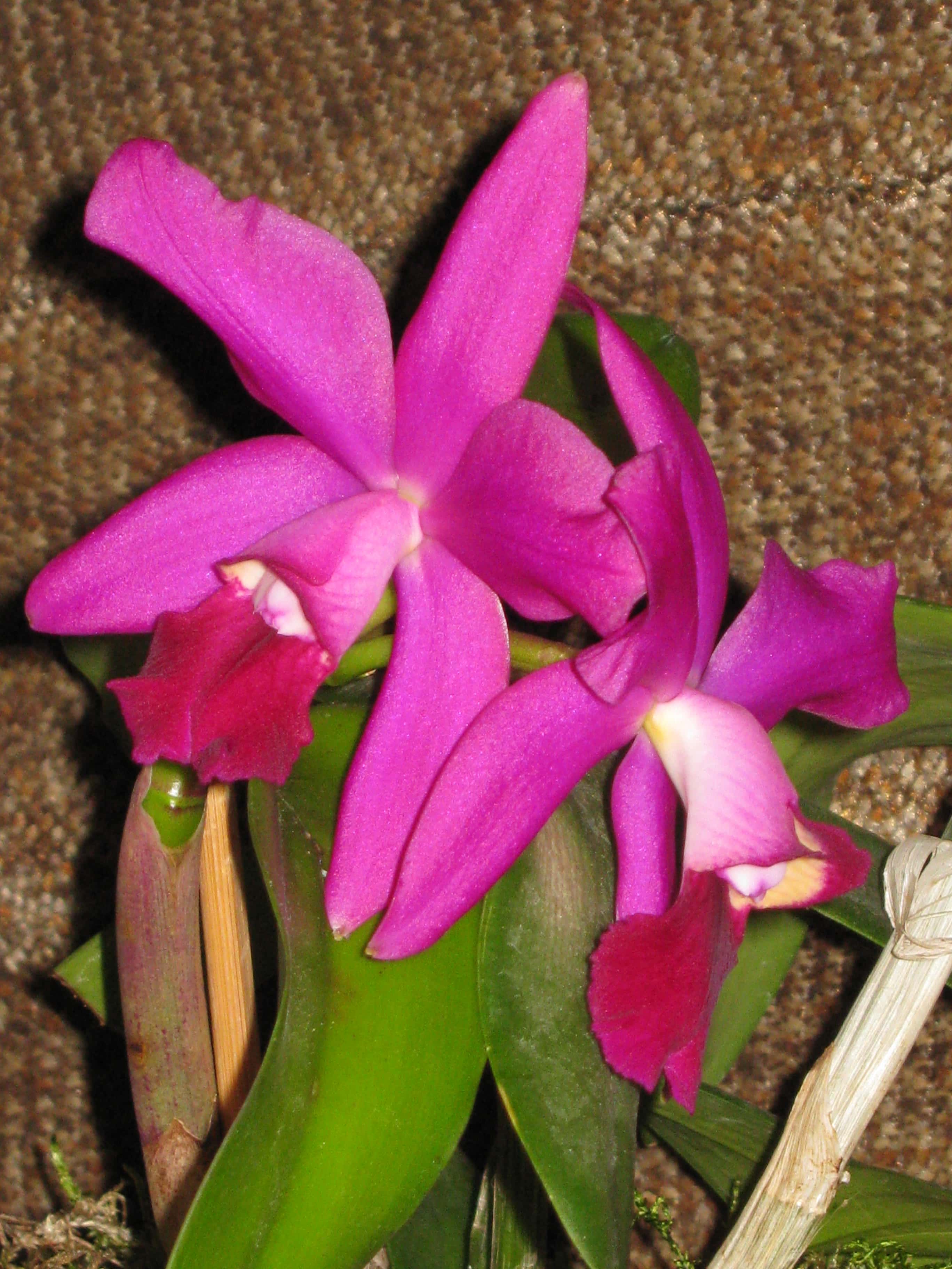 IMG 2511 — Postimages