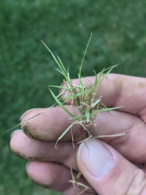 Nimblewill? | Lawn Care Forum