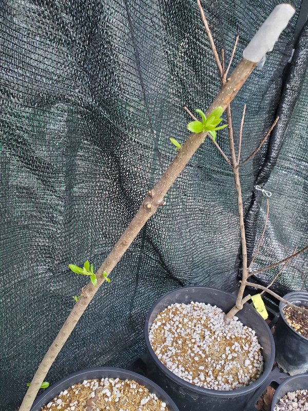 Biqi female from March buy — Postimages