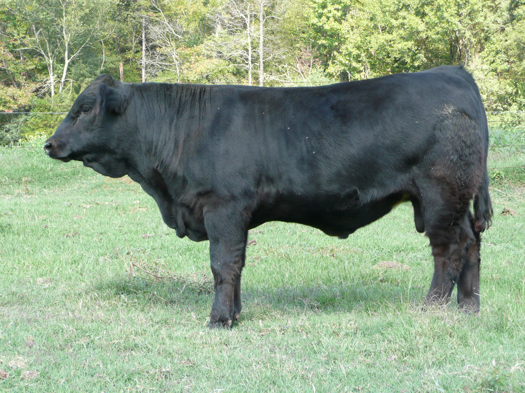 Cow Longevity | CattleToday.com - Cattle, Cow & Ranching Community