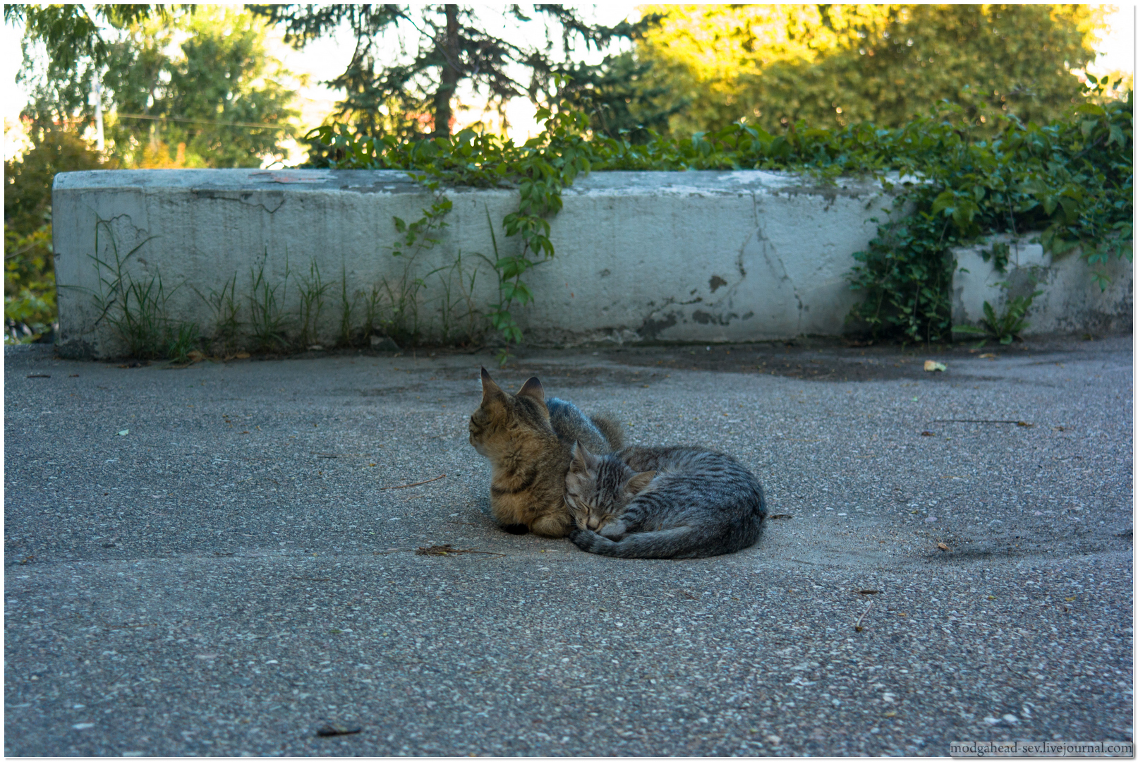 Cats 7001 — Postimages