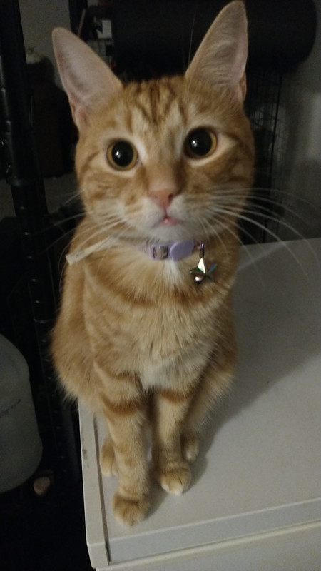 Gimmie some pet prompts to draw -- manlychan's Journal -- Fur Affinity ...