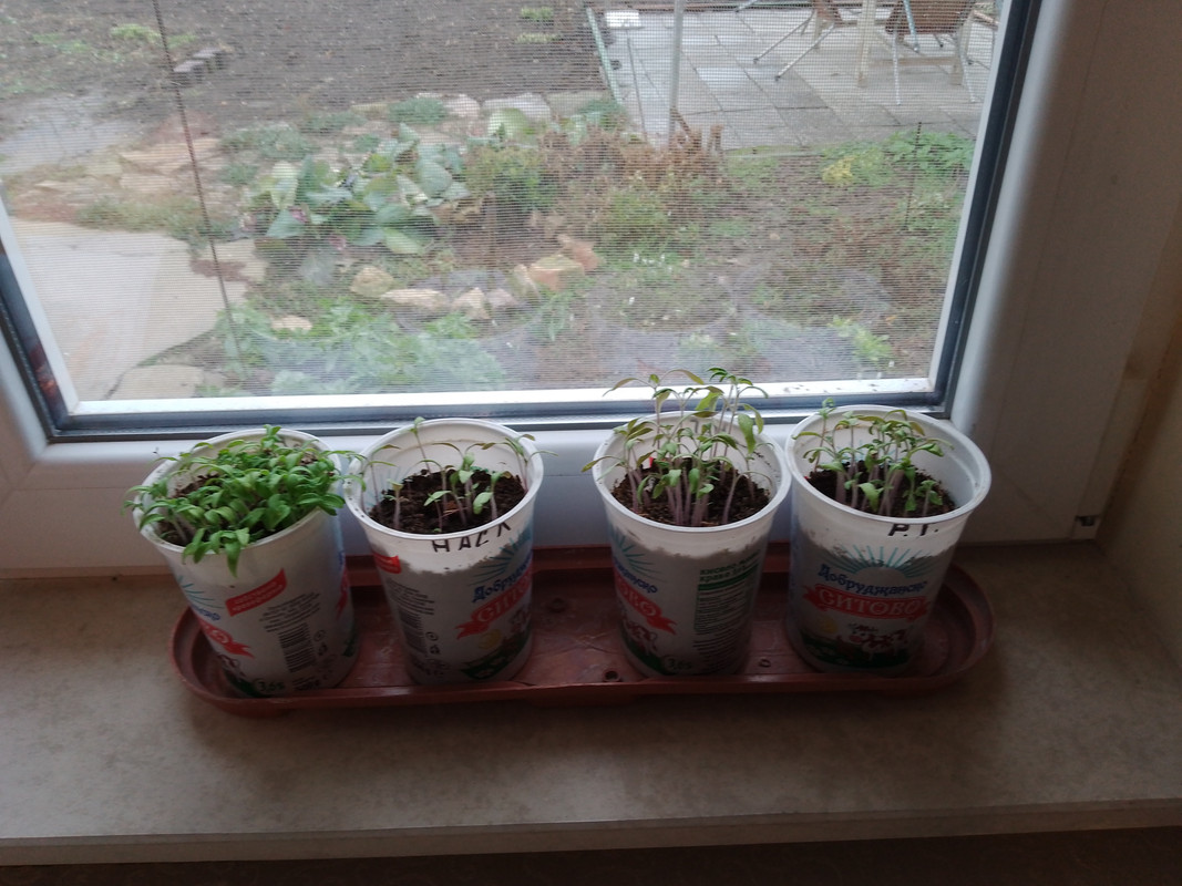 IMG 20230204 131318 373[1] — Postimages