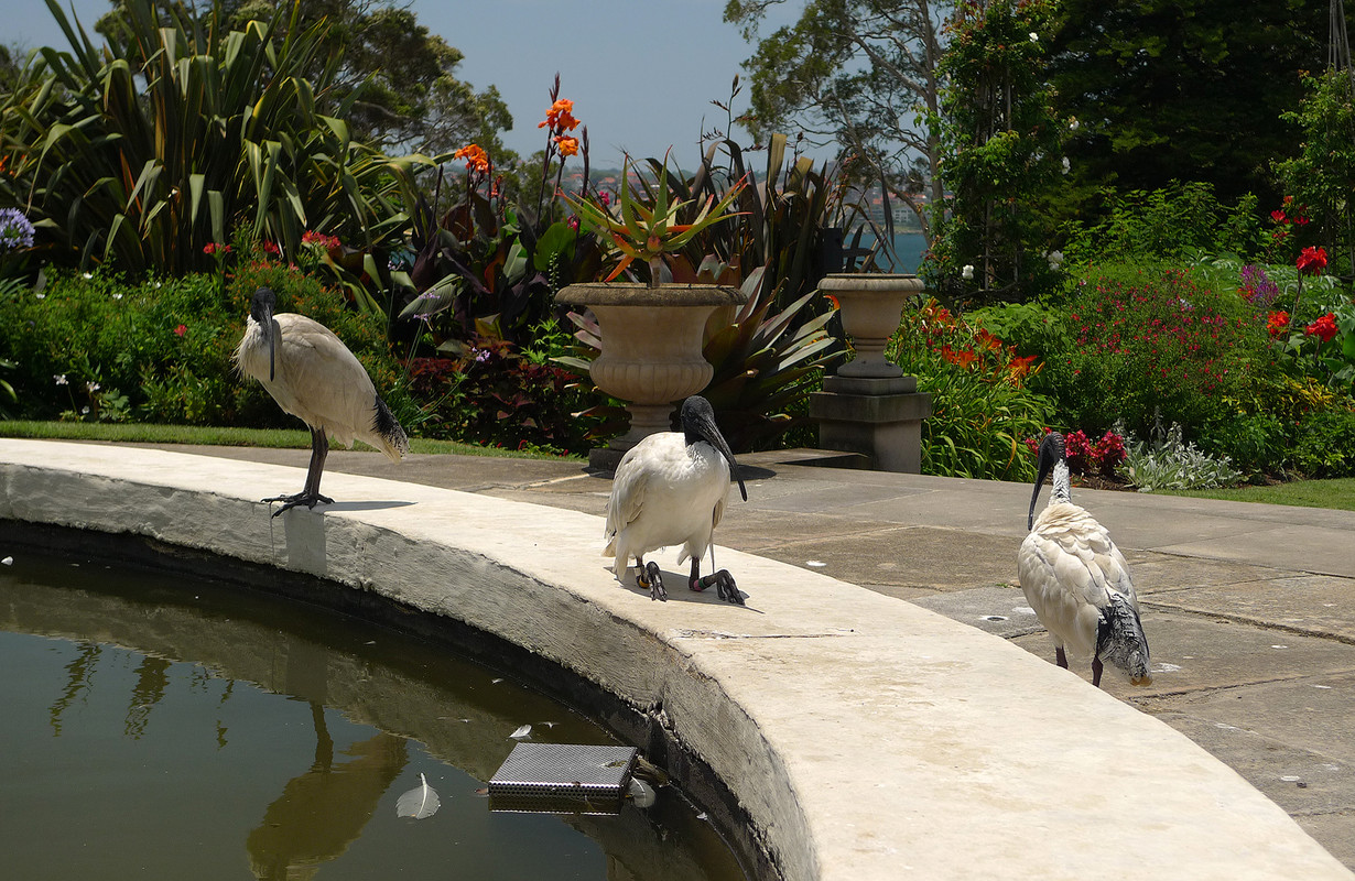 bird3 — Postimages