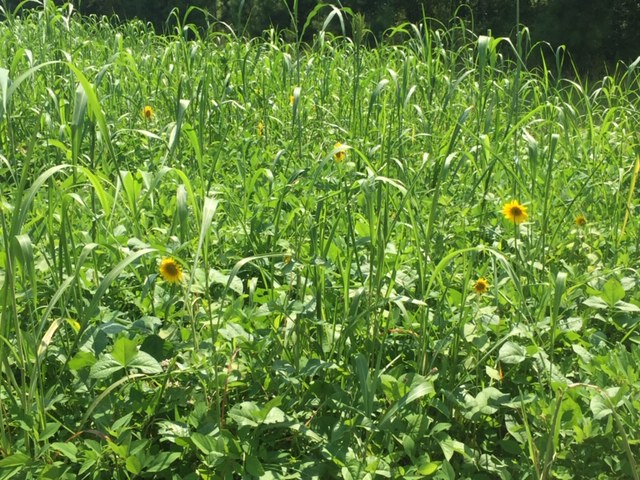 2019 Eagle Beans | Page 3 | Deer Hunter Forum