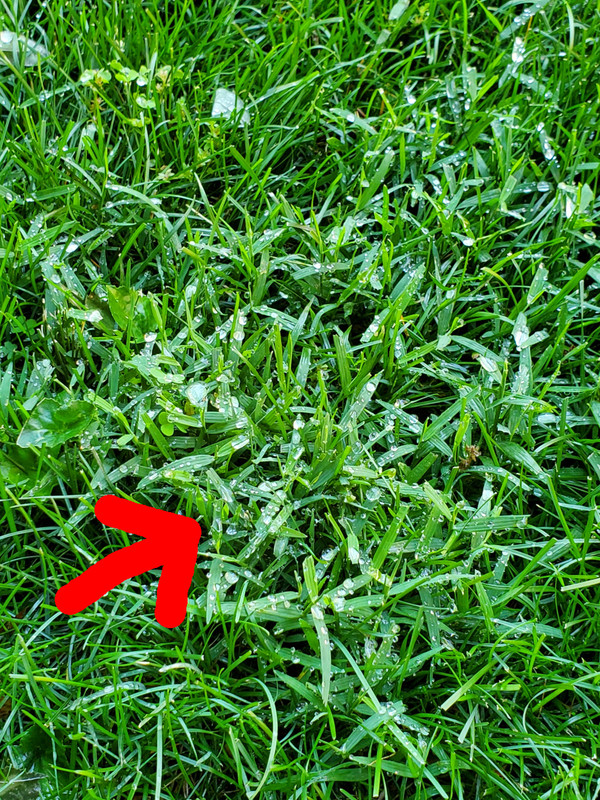 lawn 2 — Postimages