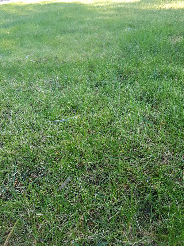 LAWN 7 — Postimages