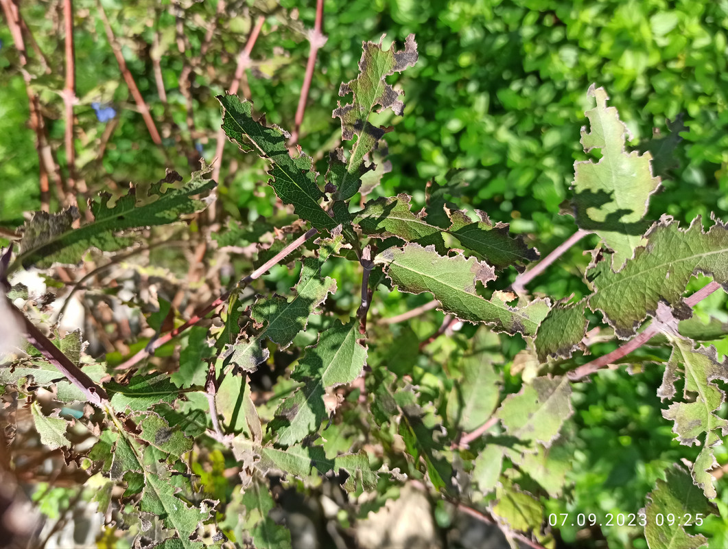 IMG 20230907 101446 — Postimages