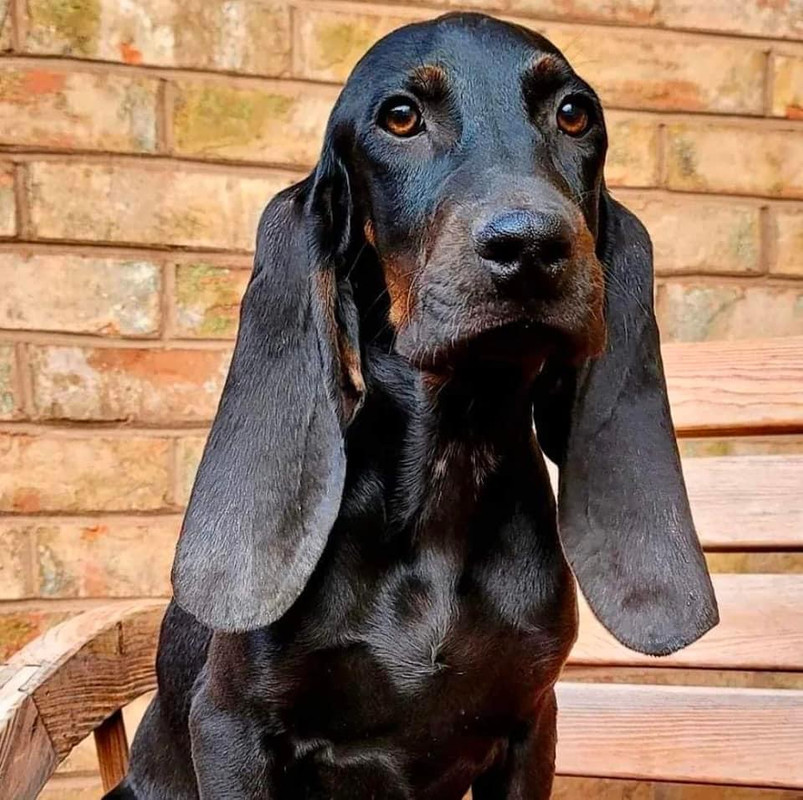 Is The Colombian Fino Hound A Good Breed Of Dog