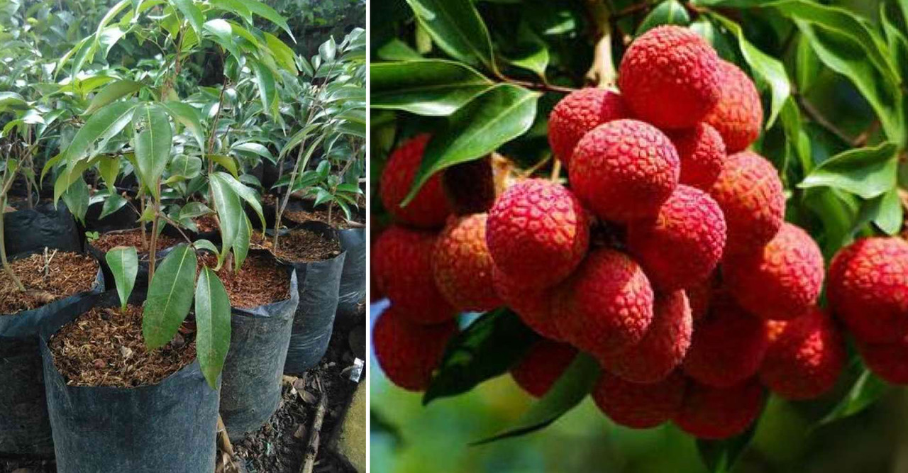 Jual Bibit Tanaman Buah Leci Kom Dwarf Lychee di Seller zahra berkah ...