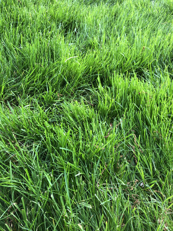 Another "is this poa" thread | Lawn Care Forum