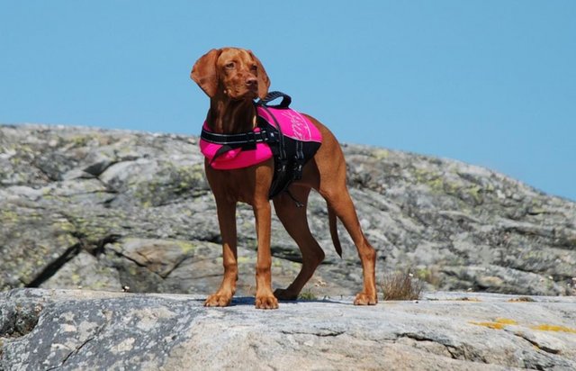 6 consejos básicos e importantes sobre el cuidado de su perro