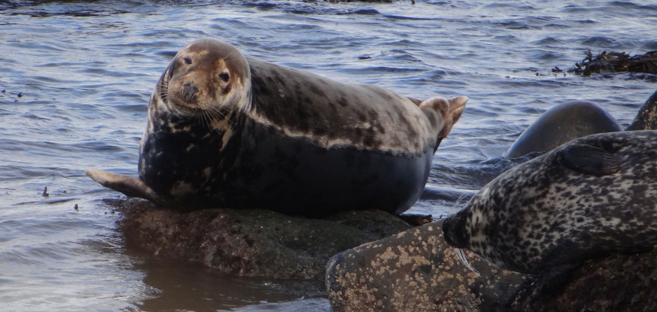 GREY SEAL 8 241023 — Postimages