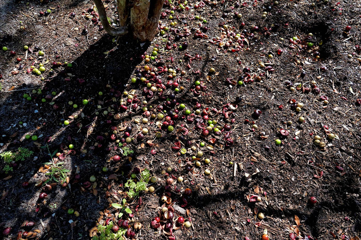 fallen fruit from 4 1 15 — Postimages