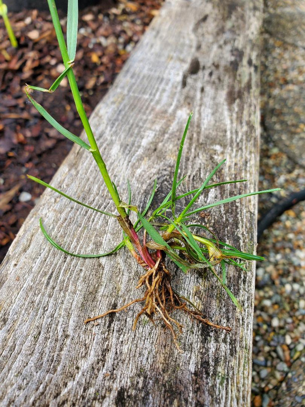 weed1 — Postimages