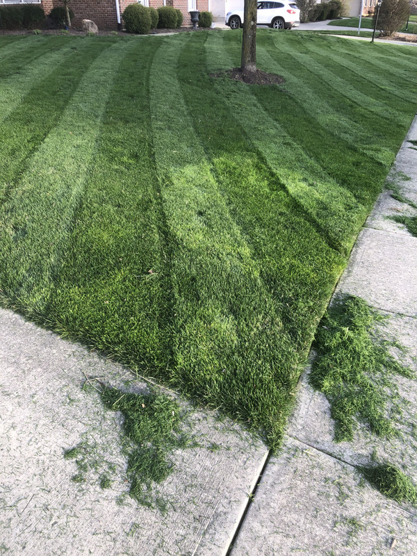 Neon Grass | Lawn Care Forum