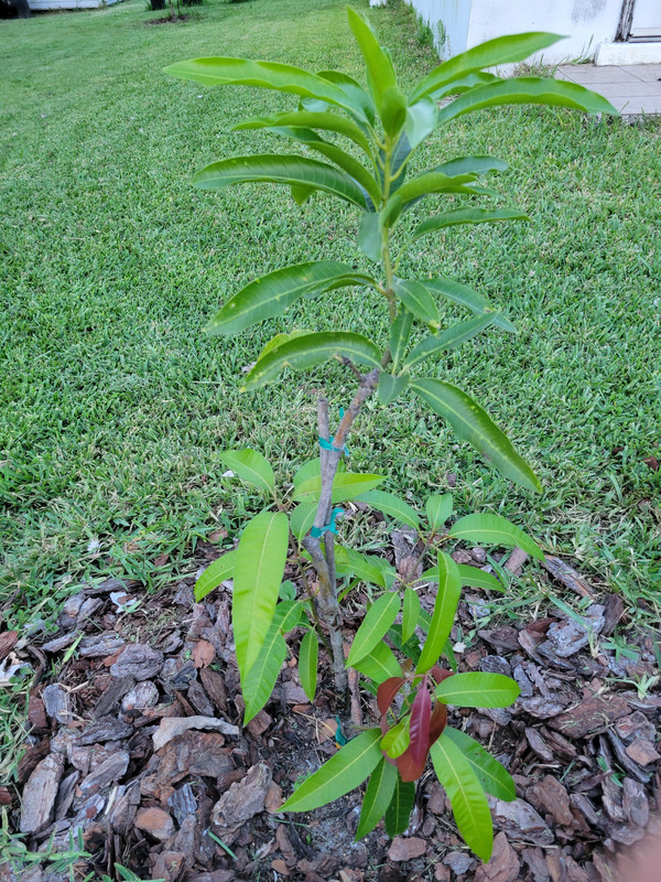 TREE1 — Postimages