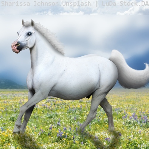 Horse Eden : KPH | Mountain Pony | Closed