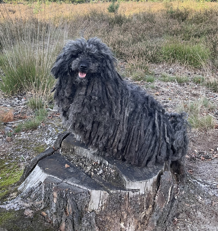 IMG 0196 — Postimages