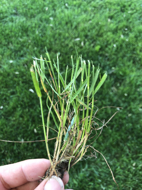 Stalky Perennial Ryegrass | Lawn Care Forum
