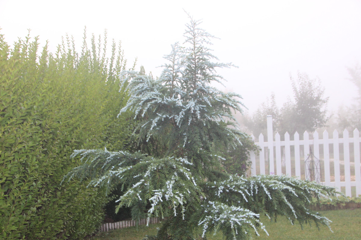 IMG 2583 — Postimages