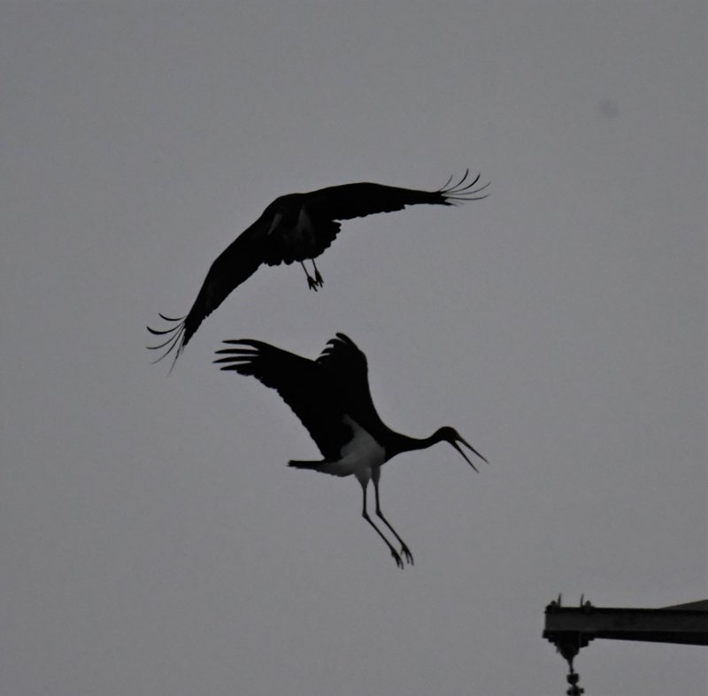 Black Stork Tracks - Page 555 - Looduskalender
