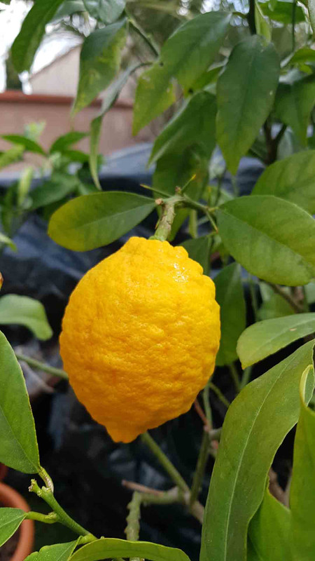 photo variete citron rouge — Postimages