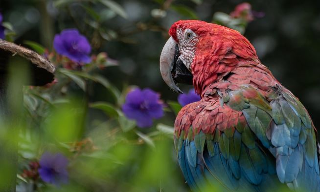 Can Macaws Talk? Exploring Macaw Vocalizations - Parrot Expert Can Macaws Talk? Exploring Macaw Vocalizations - Parrot Expert