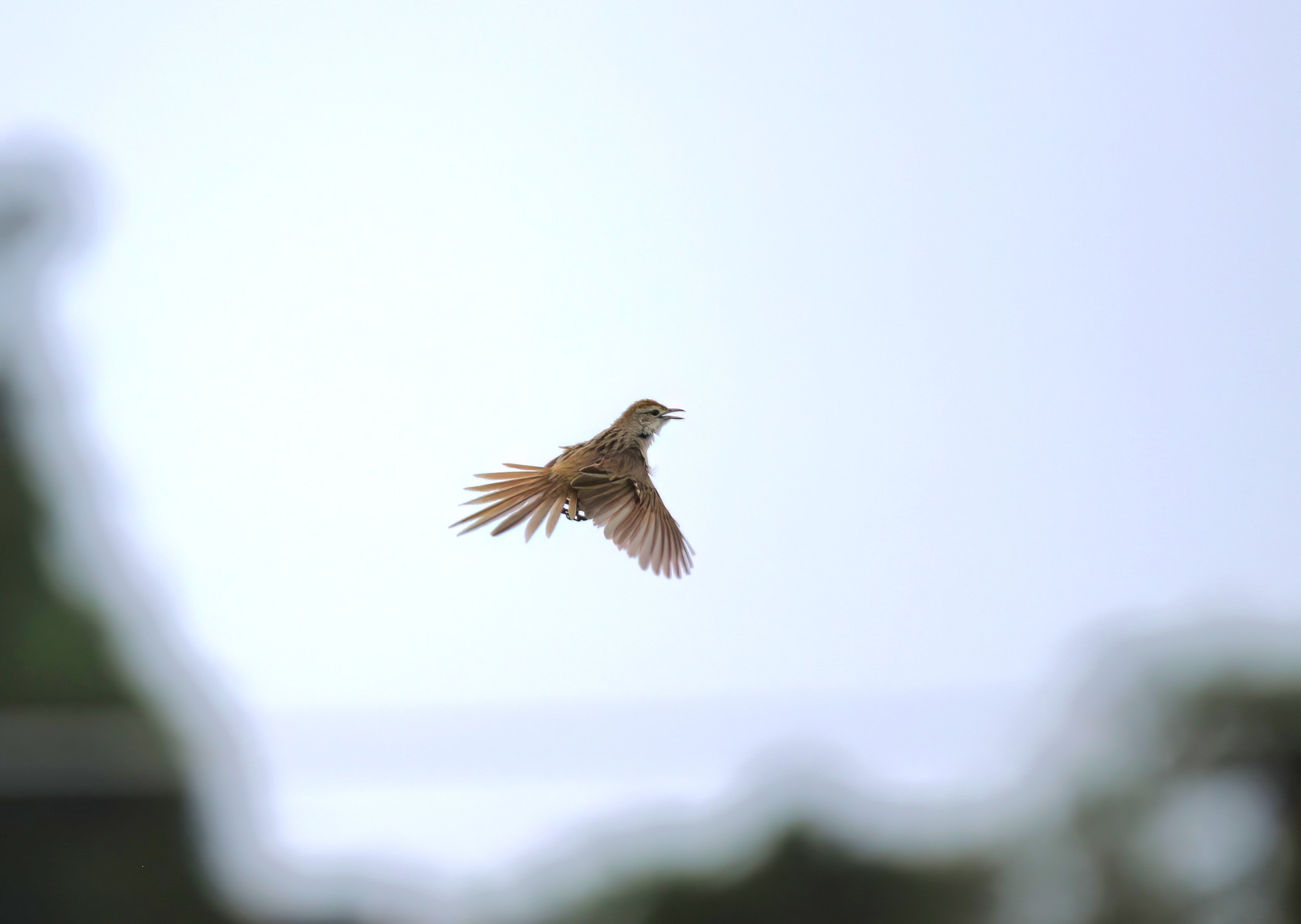 Papuan Grassbird2 De Noise AI — Postimages
