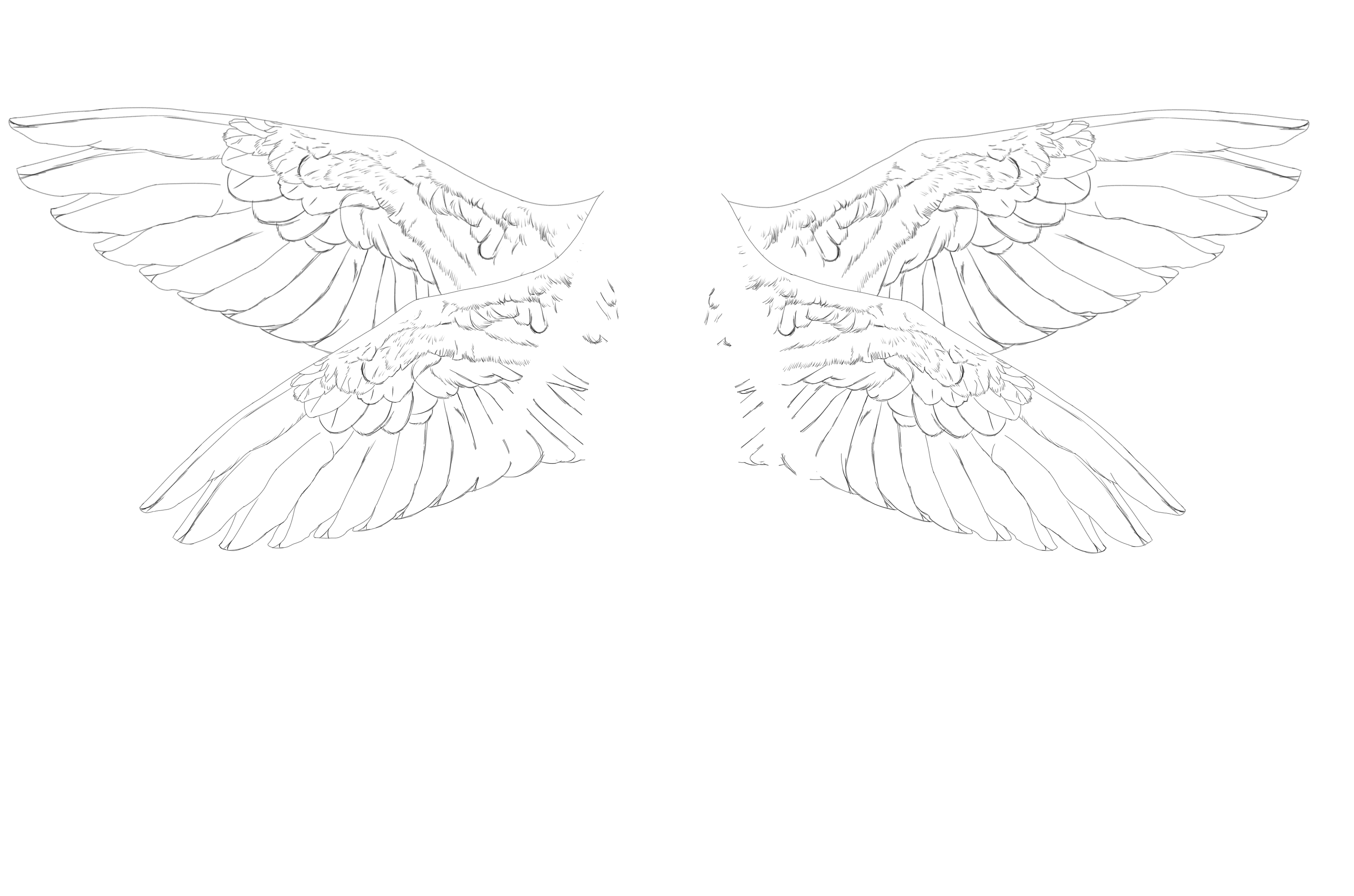 Dual wings ( real life references used ) — Postimages