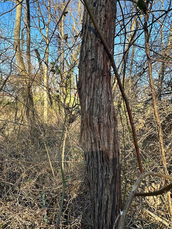 IMG 1231 — Postimages