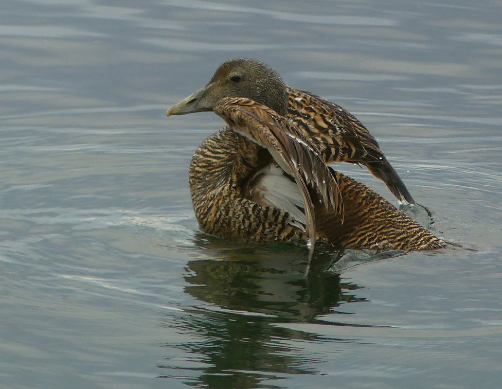 EIDER DUCK 6 180724 — Postimages