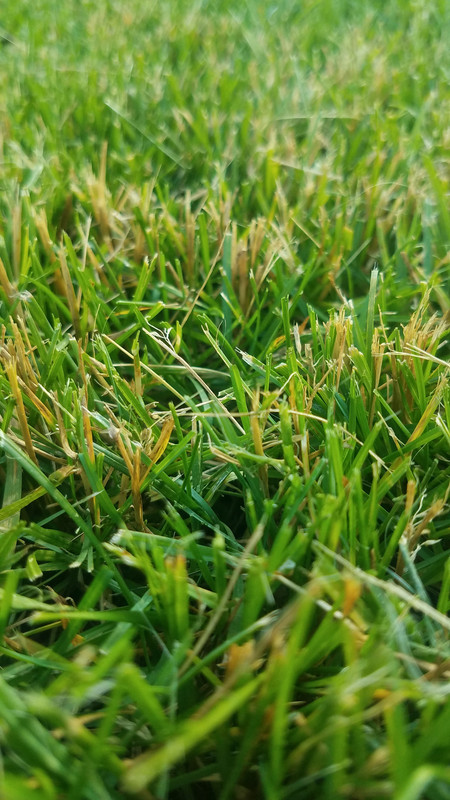 Help - whats going on here? Brown/dead blades of grass | Lawn Care Forum
