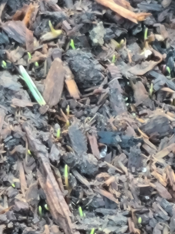 grass1 — Postimages